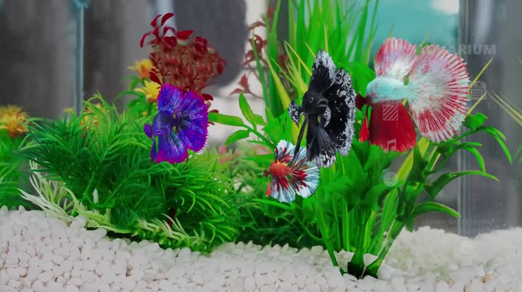 Betta Fish - Virtual Aquarium by Lighthouse Games Studio